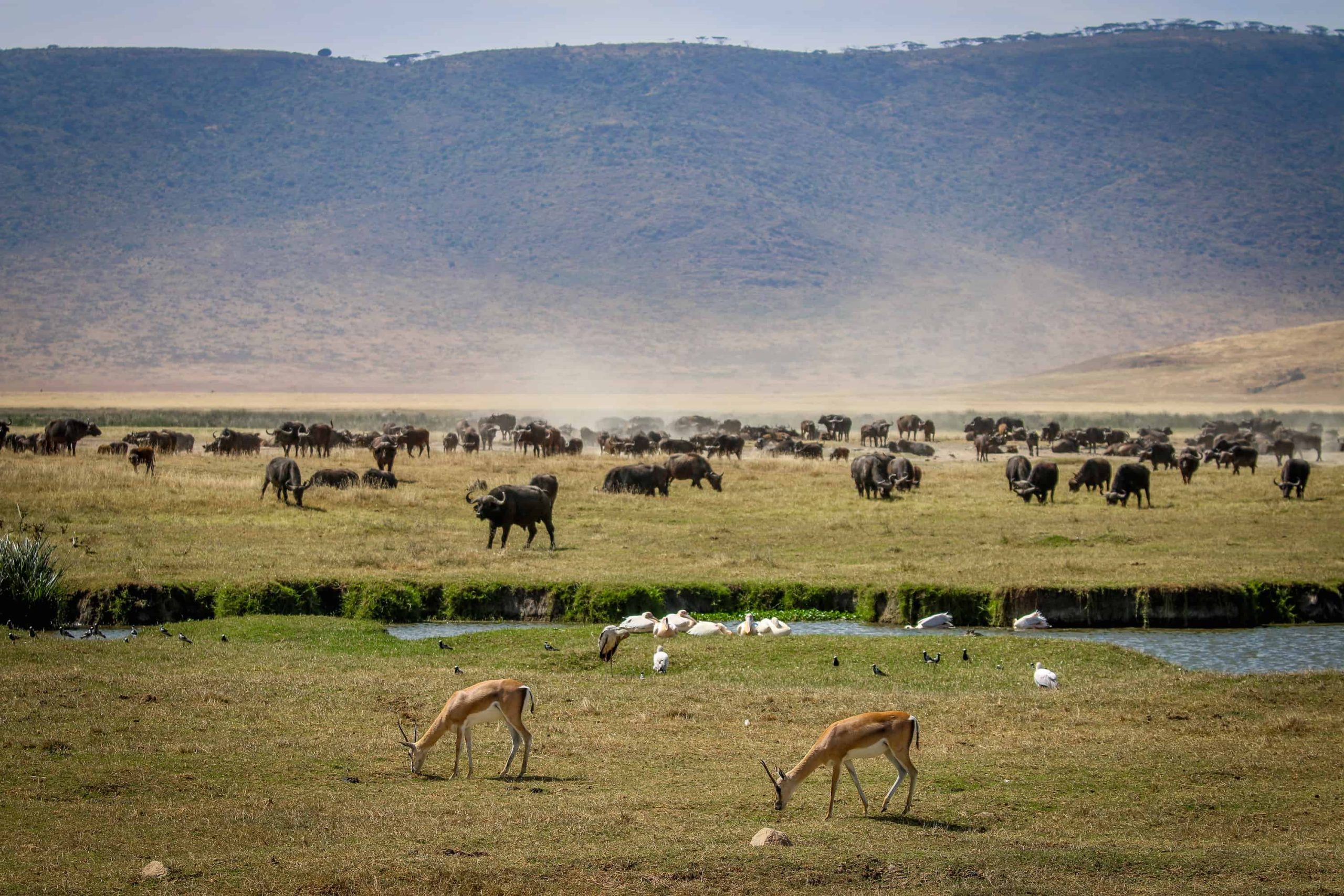 Ngorongoro Conservation Area - Travel Experience Tour Ngorongoro ...