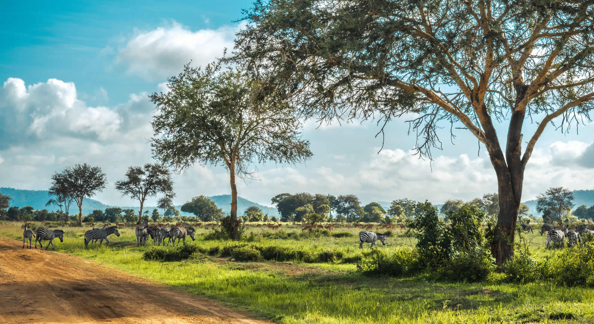 Mikumi National Park - Travel Experience Tour